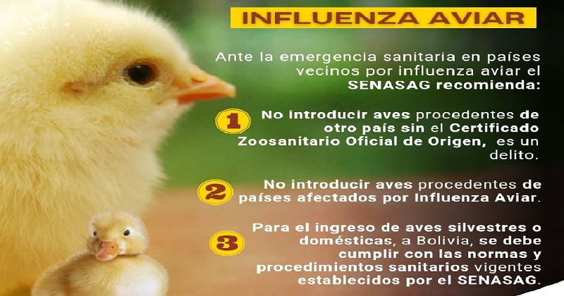 Senasag declara alerta sanitaria por la influenza aviar en países ...